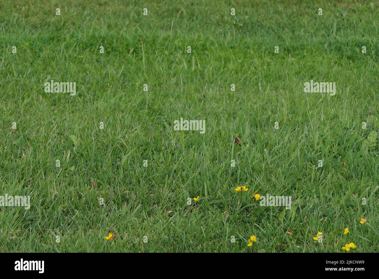 Buttercups backdrop hi-res stock photography and images - Alamy