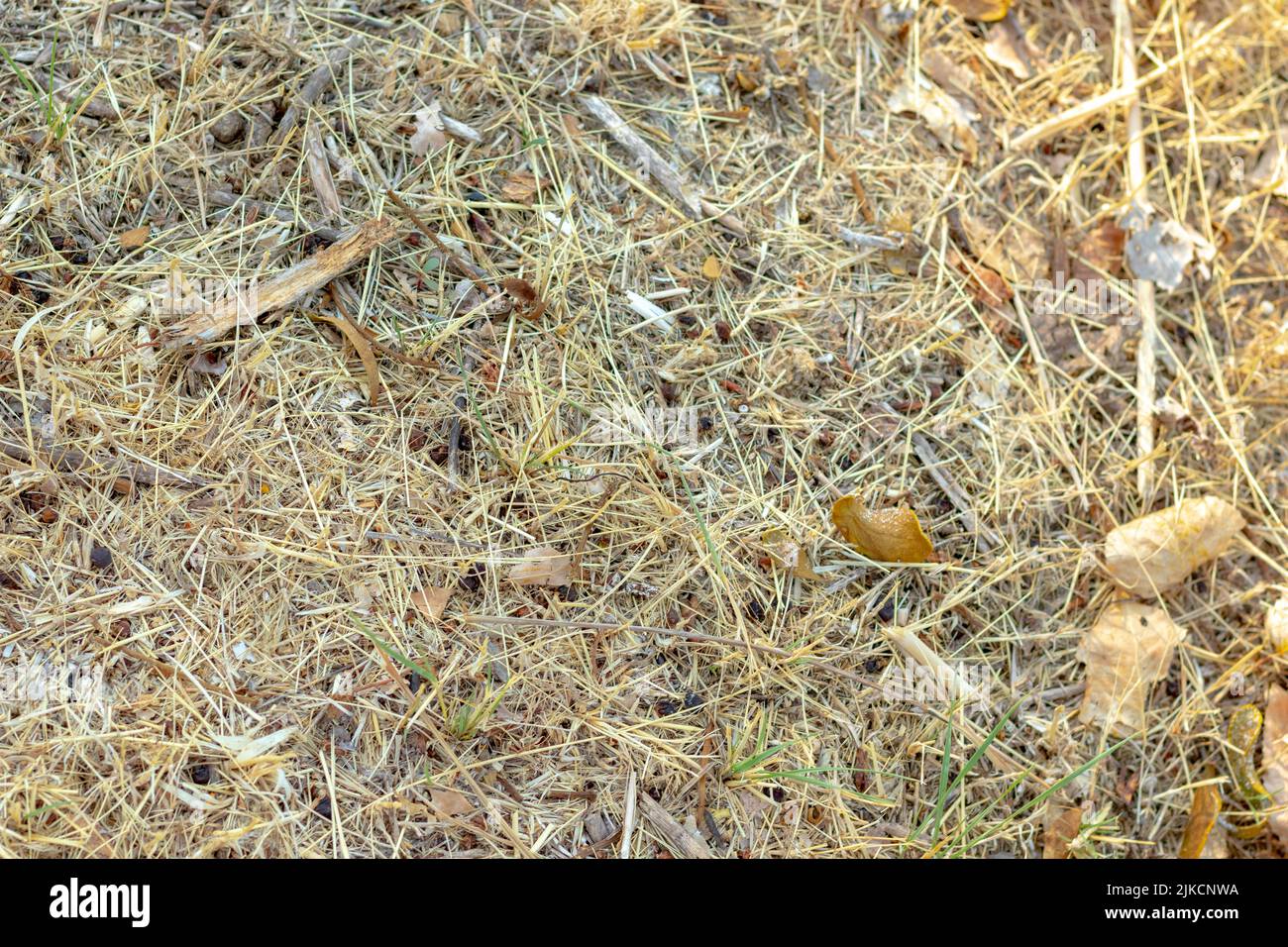 Texture and background of dry terrain with brown grass and dehydrated ...