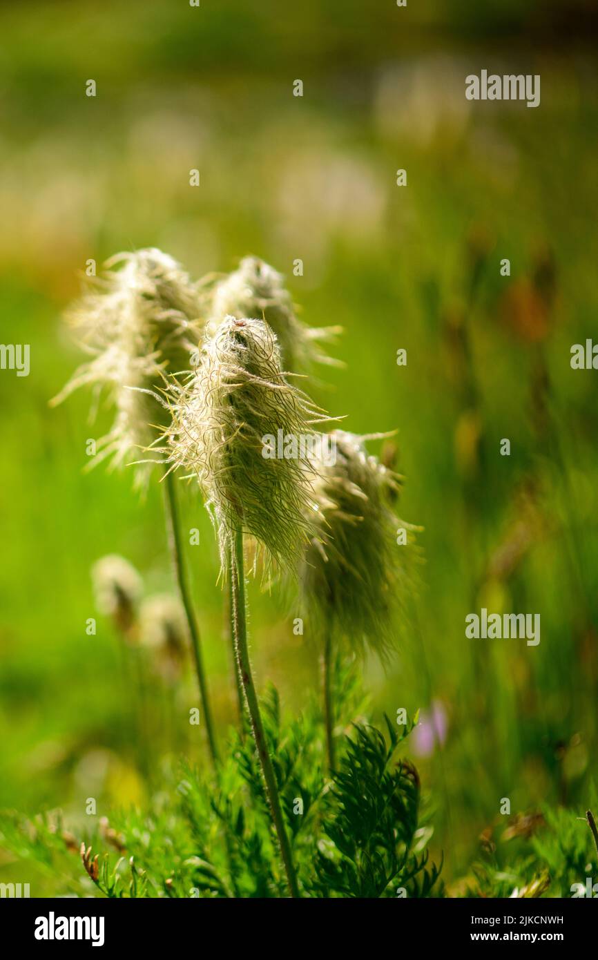 Western anemone standing in the alpine of the Monashee Mountains Stock ...