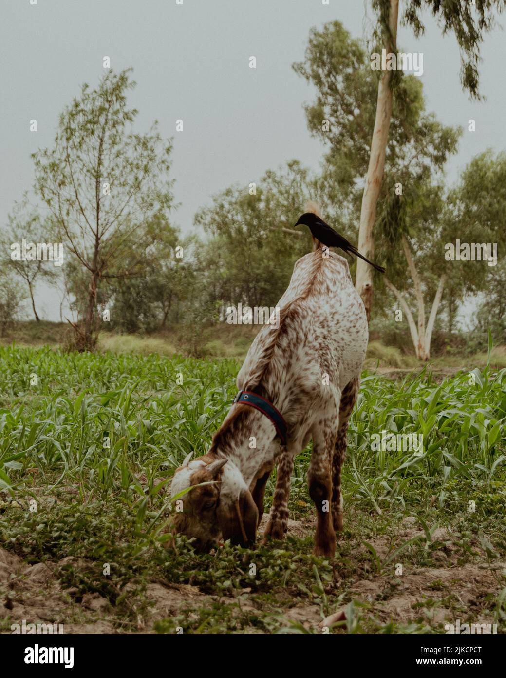 A goat with a black bird sitting on his back Stock Photo - Alamy