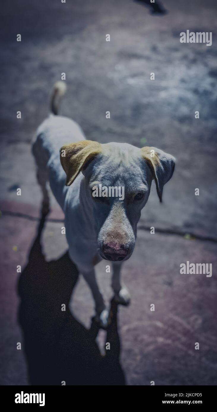 A beautiful shot of an Aspin Stock Photo - Alamy