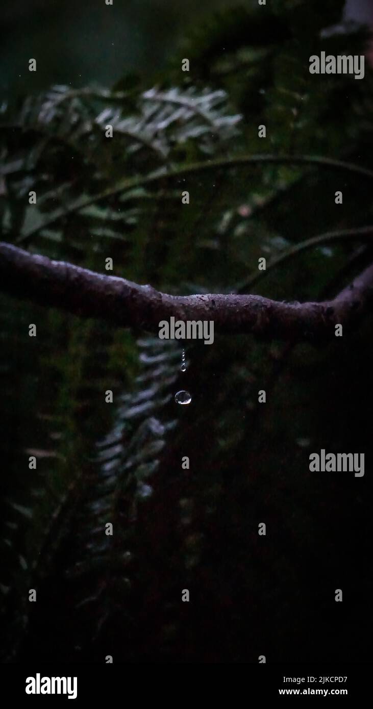 A beautiful shot of a water drop falling from a thick tree branch Stock ...