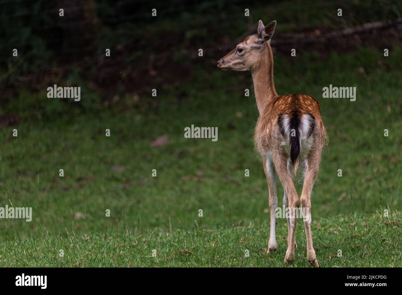 Red deer from behind hi-res stock photography and images - Alamy
