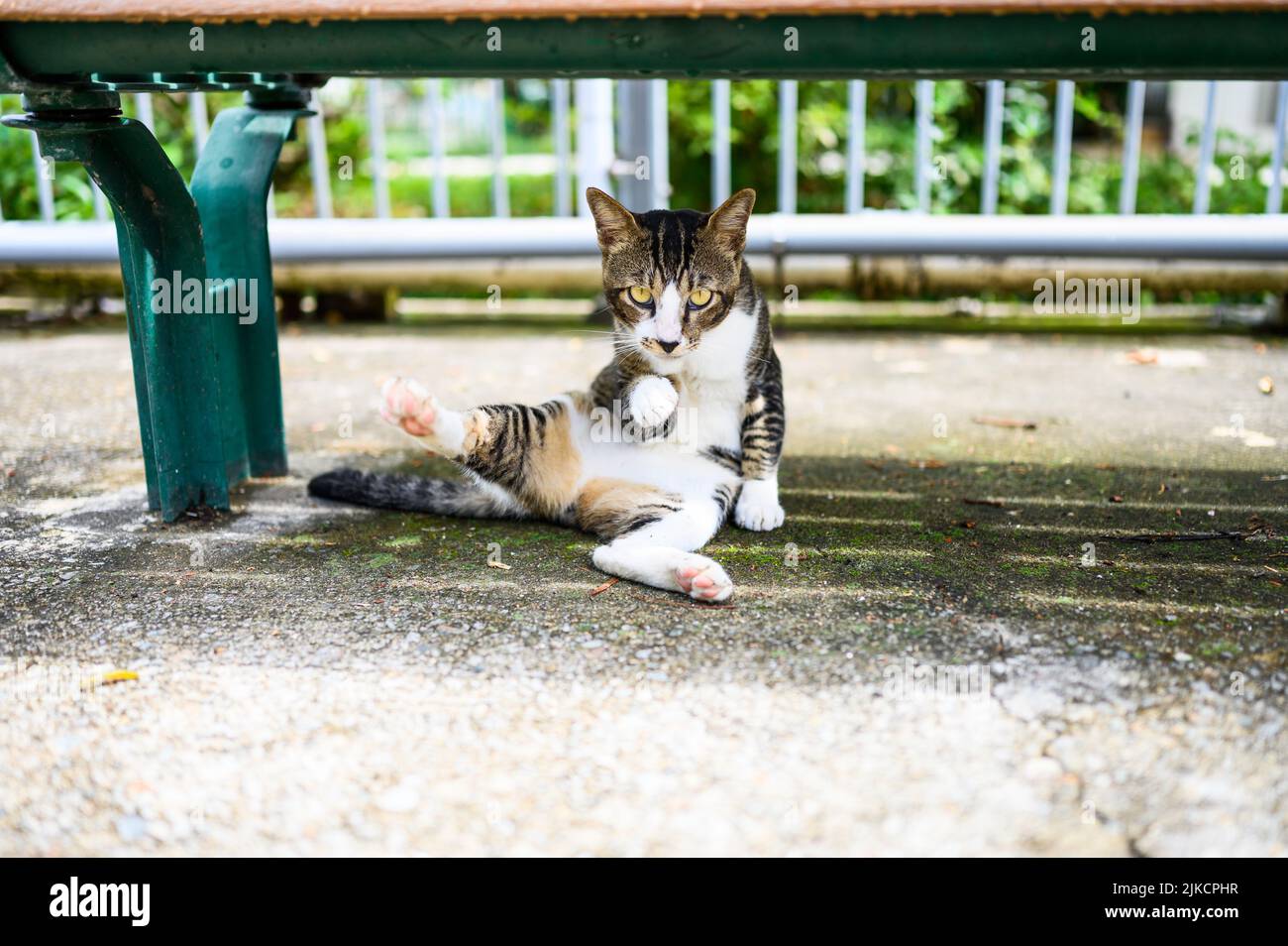 A stray tabby cat under a bench in Tai O, Hong Kong Stock Photo - Alamy
