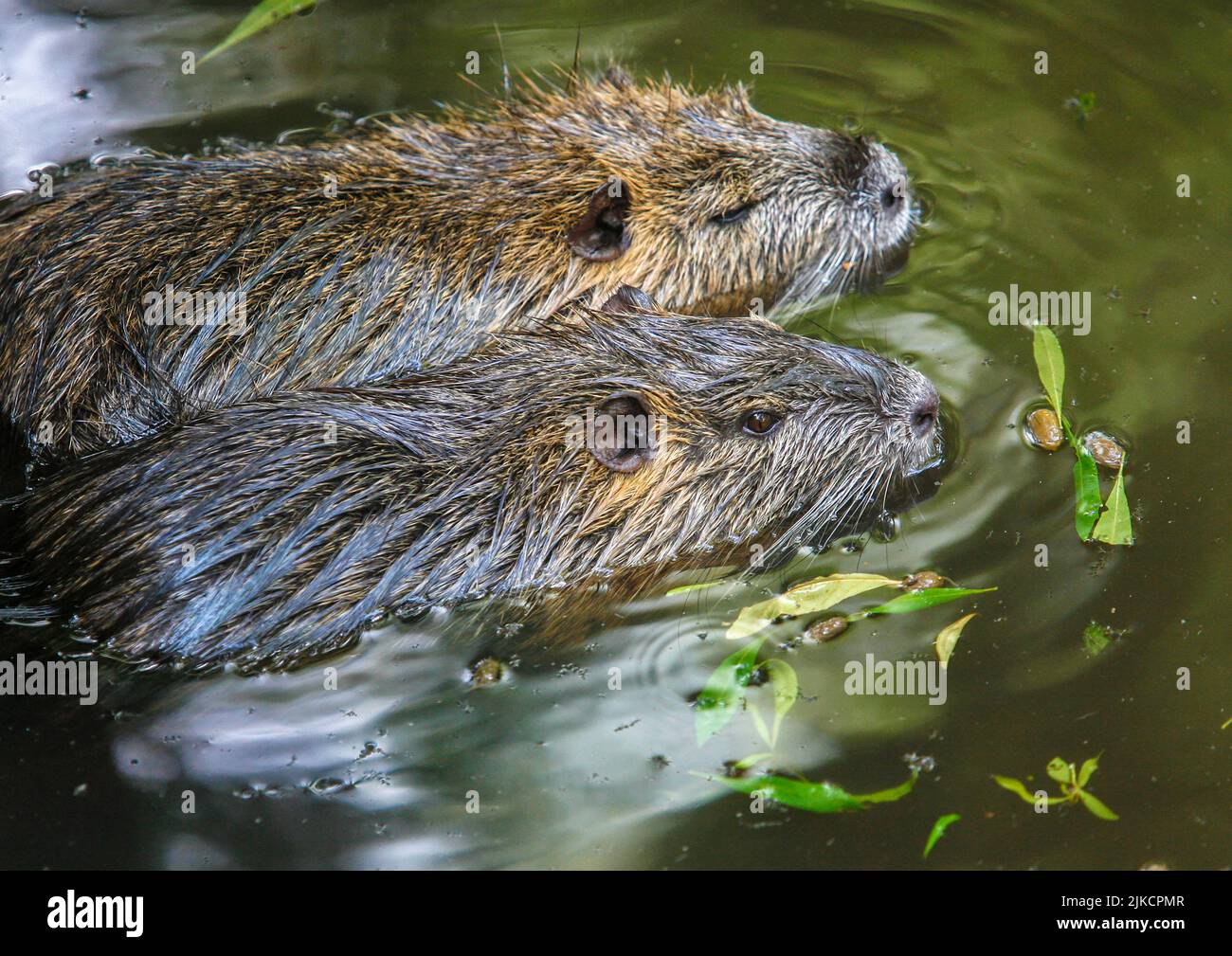 Louisiana bayou people hi-res stock photography and images - Alamy