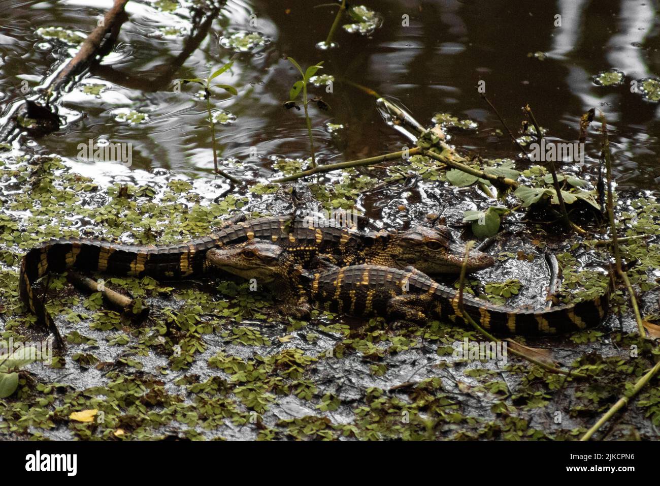 Two baby alligators resting in a lake Stock Photo - Alamy