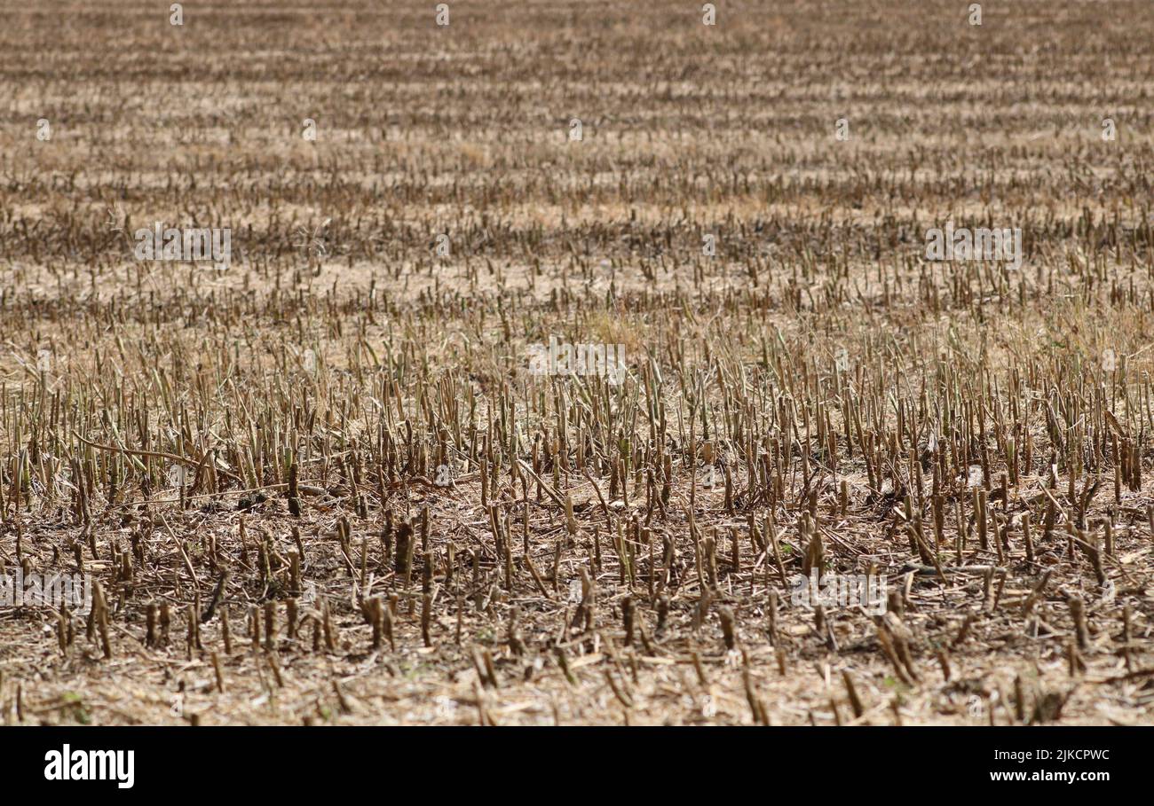 Full frame image of short cropped corn stubble after harvesting Stock ...