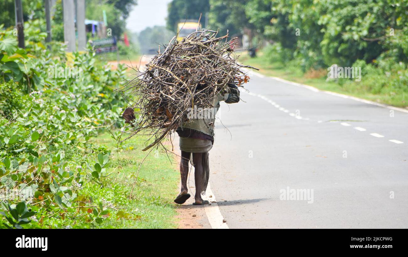 An old man carries a huge bunch of firewood and going back home Stock ...