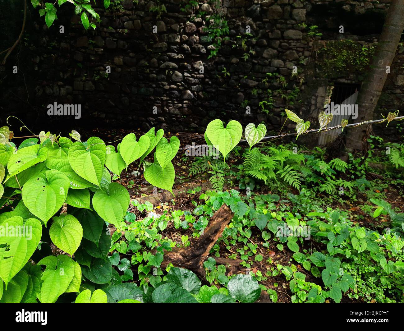 Bright green new leaves of wild plants at Alibag state Maharashtra ...