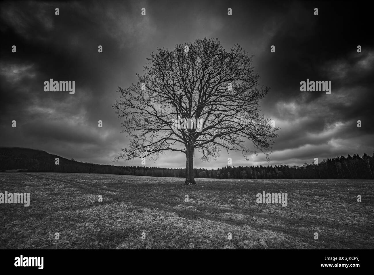 Huge tree standing alone on the field during the coming storm Stock ...