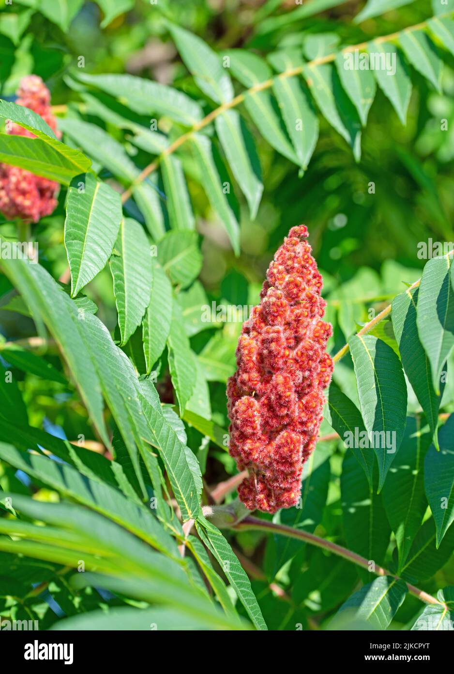 Blossom from the vinegar tree, Rhus typhina L Stock Photo - Alamy