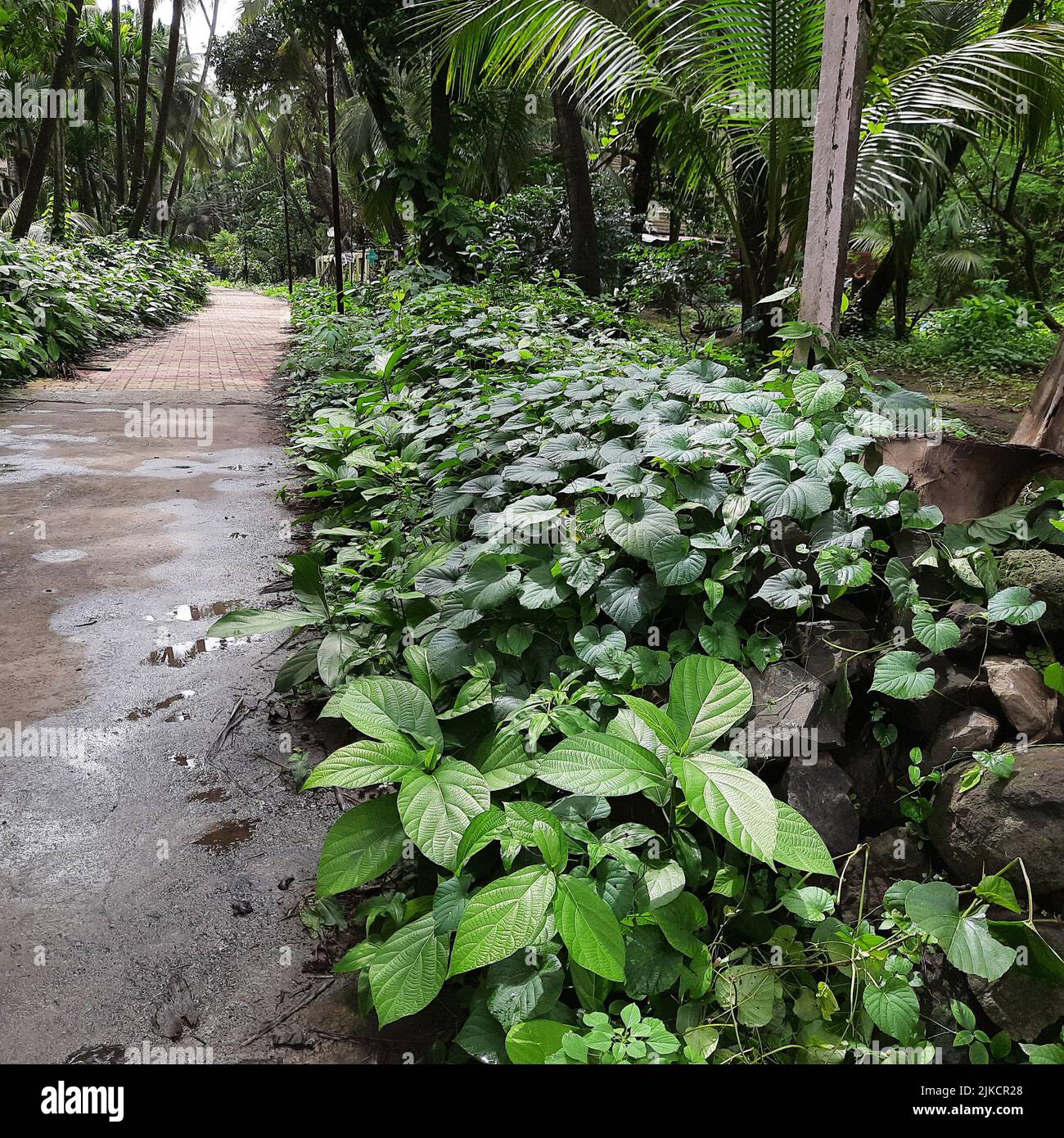 Wild plants along the road in Revdanda village state Alibag state ...