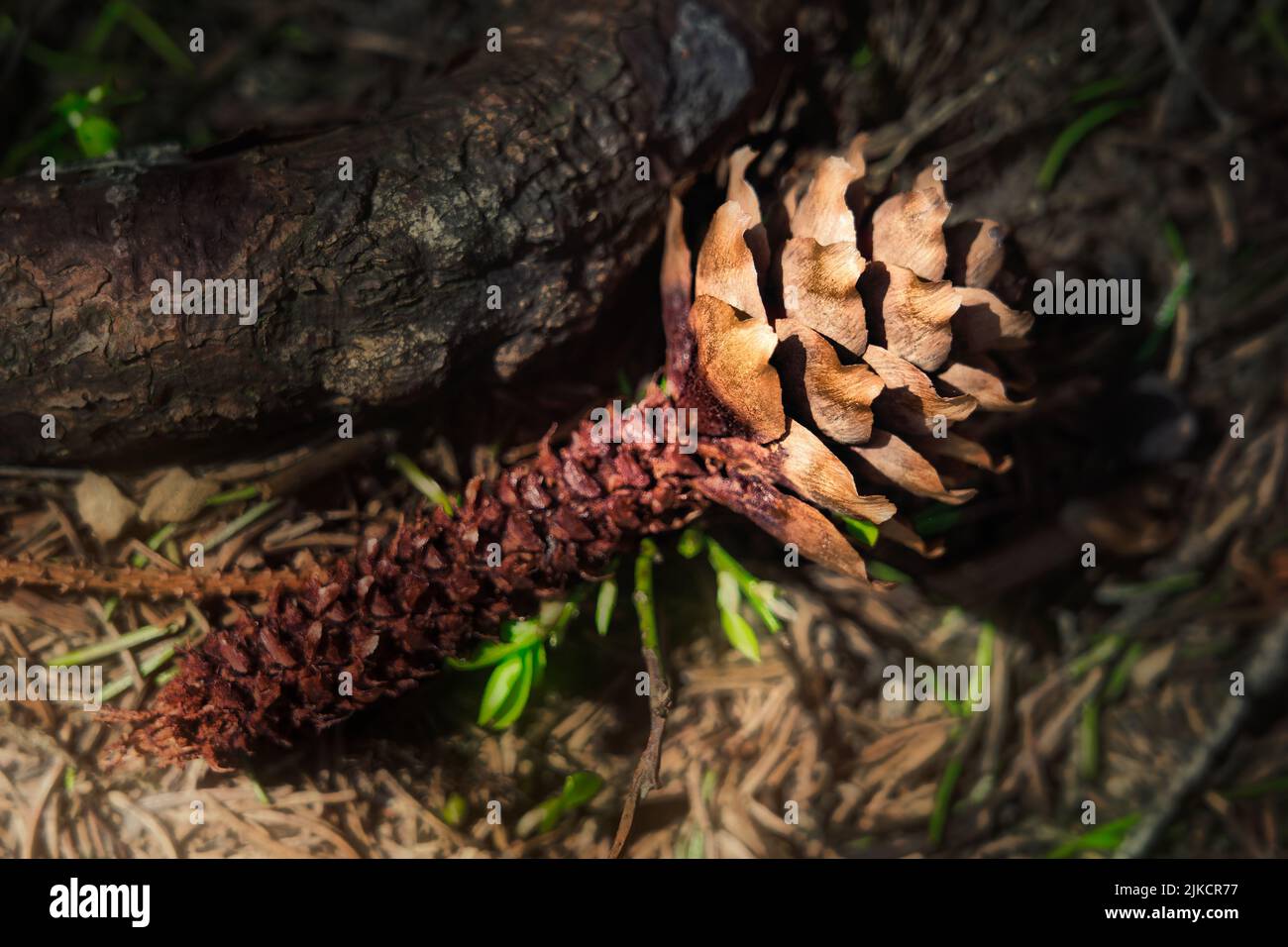 A closeup view of a Conifer cone lying on the ground in the park on a ...