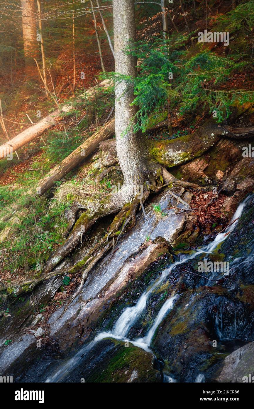 A vertical view of a tree trunk with its roots growing into the small ...