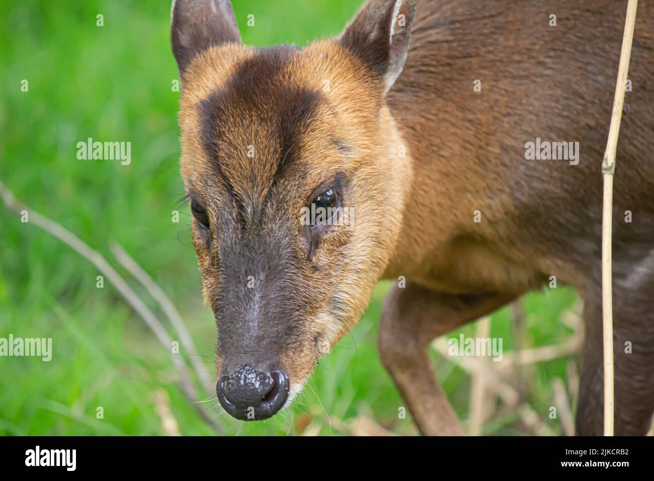 Rib faced deer hi-res stock photography and images - Alamy