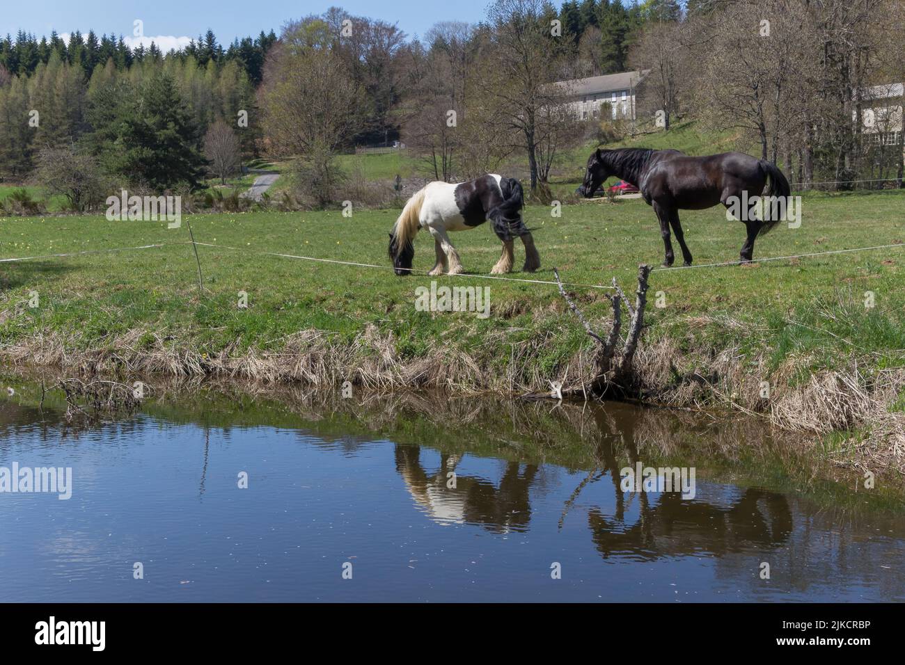 Gypsy horses hi-res stock photography and images - Alamy