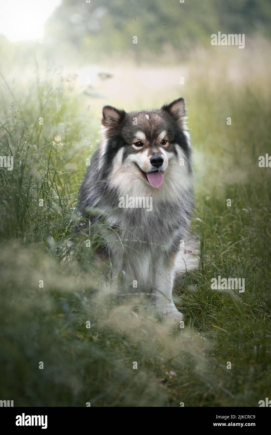 Portrait of a young Finnish Lapphund dog sitting outdoors in grass ...