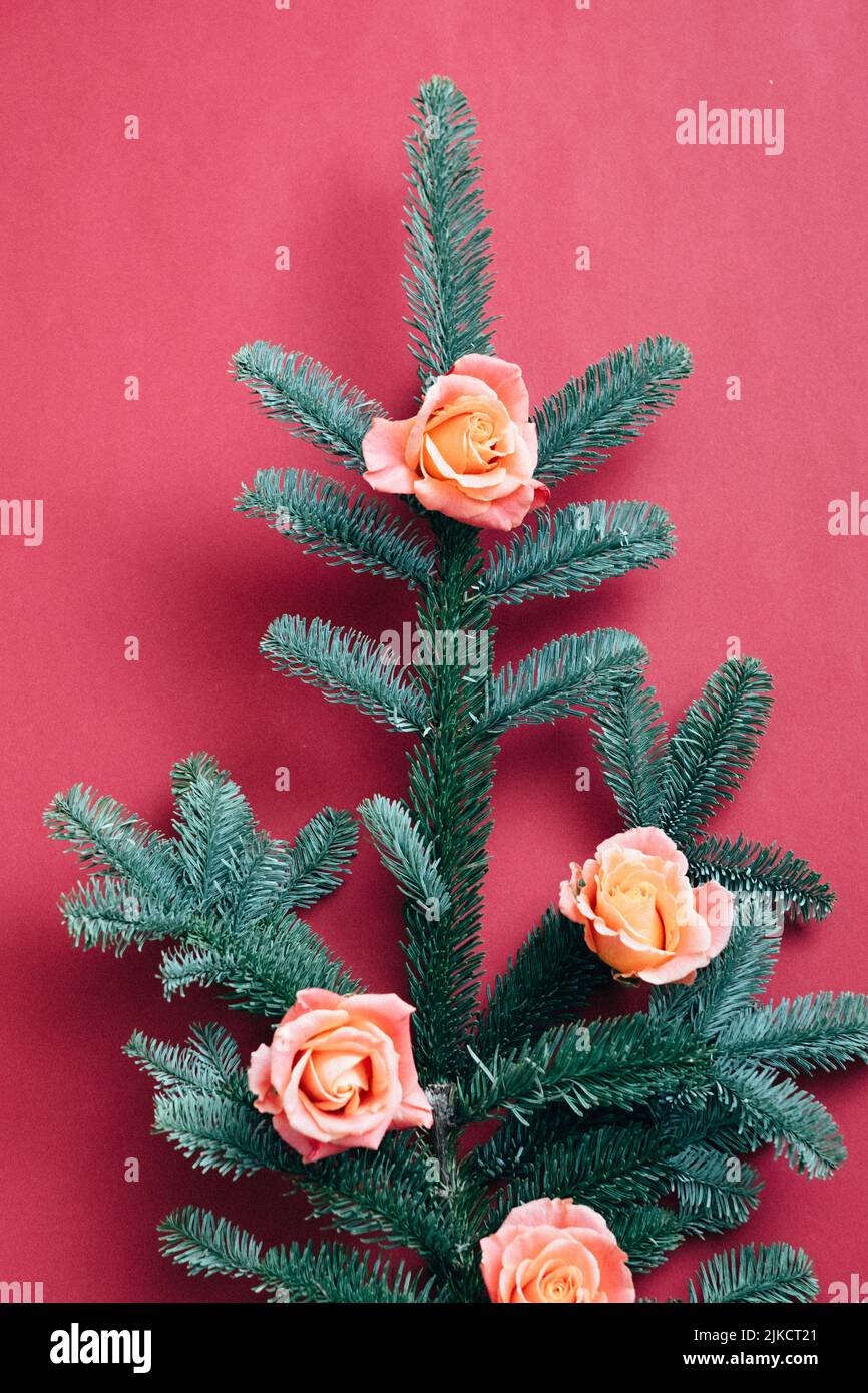 Tree branch arrangement hi-res stock photography and images - Alamy