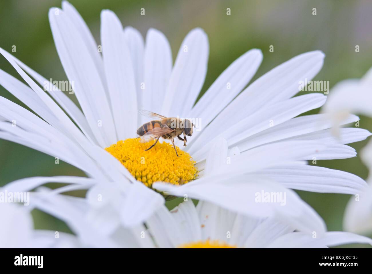 Daisy lookalike hi-res stock photography and images - Alamy