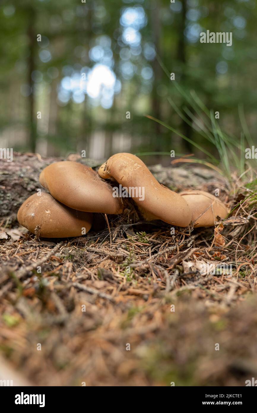 Velvet roll rim mushroom hi-res stock photography and images - Alamy