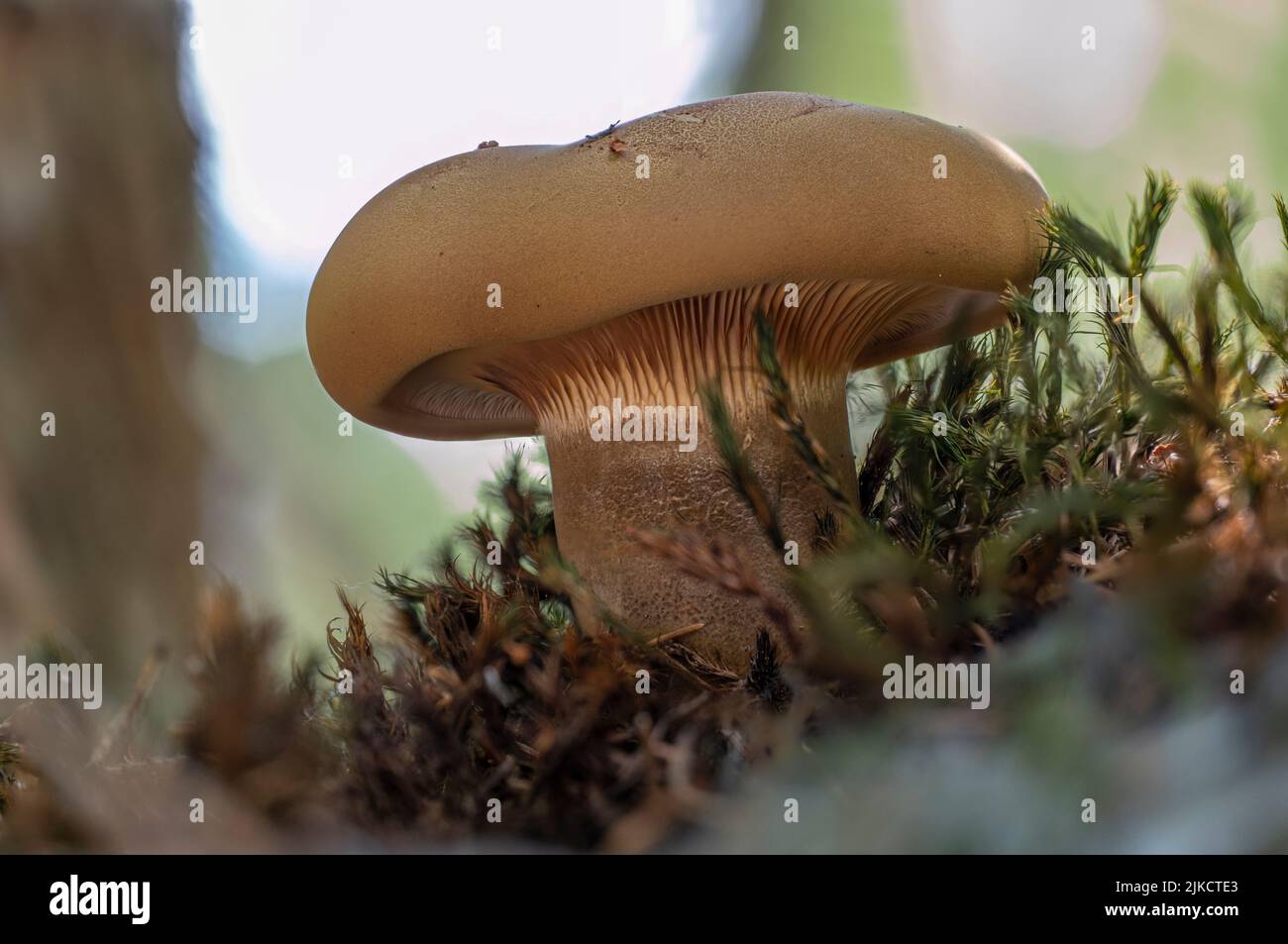 Velvet roll rim mushroom hi-res stock photography and images - Alamy