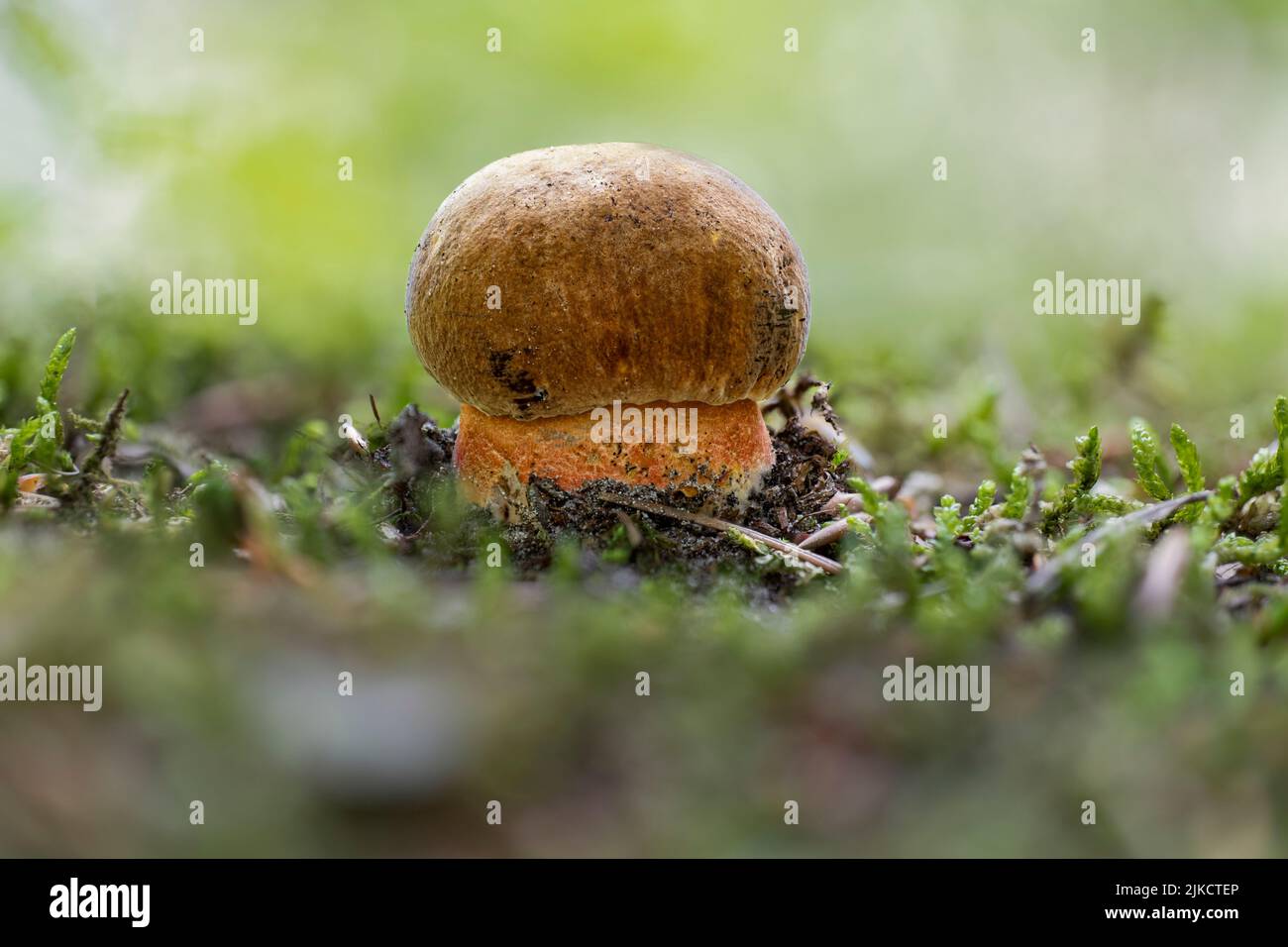 A tiny edible Scarletina bolete (Neoboletus luridiformis) in moss Stock ...