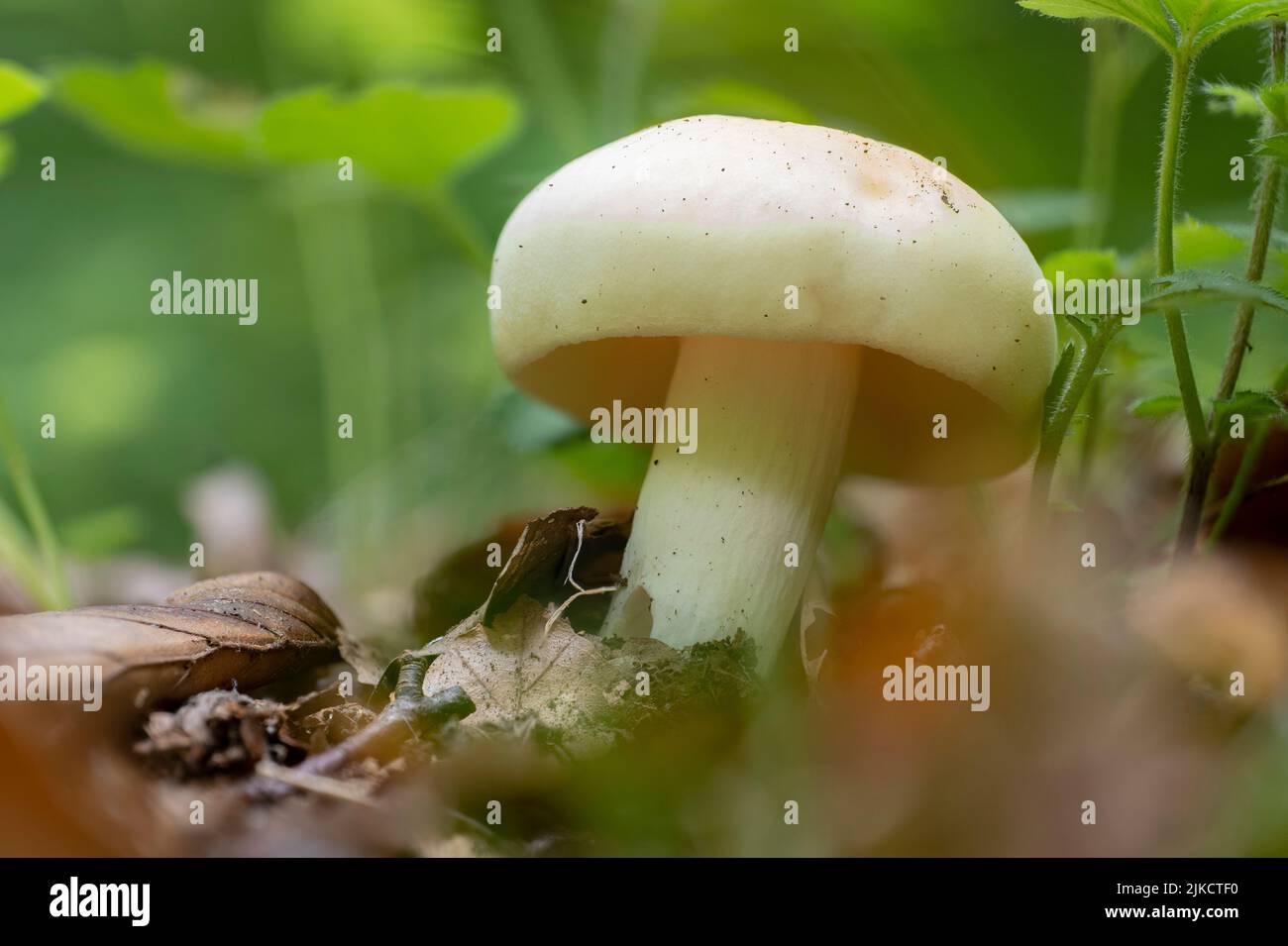 Velvet brittlegill russula violeipes hi-res stock photography and ...