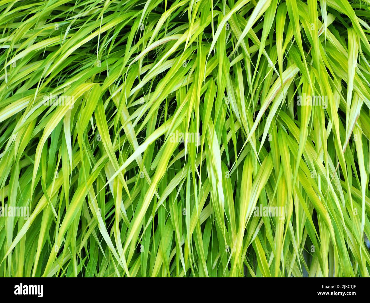 Japanese forest grass ornamental ground cover in eugene oregon Stock ...