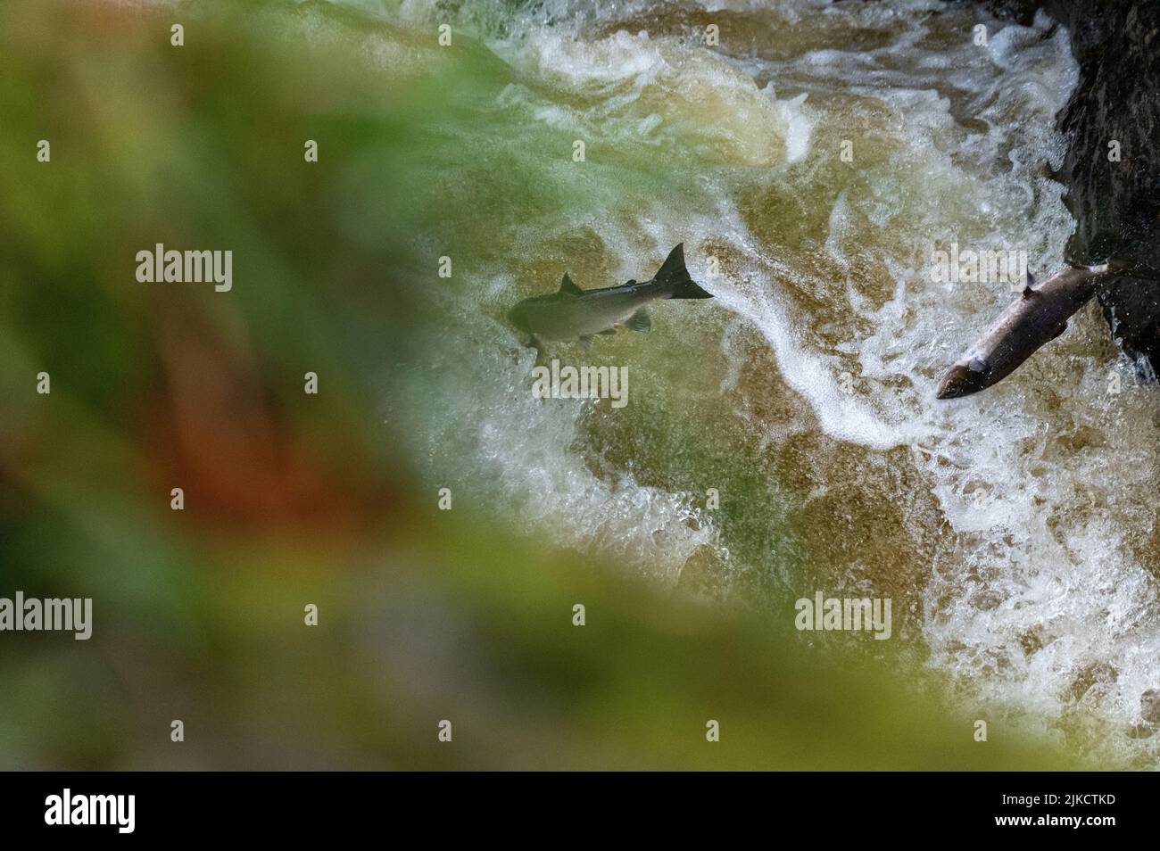 Atlantic Salmon (Salmo salar) jumping up a waterfall in Scotland ...