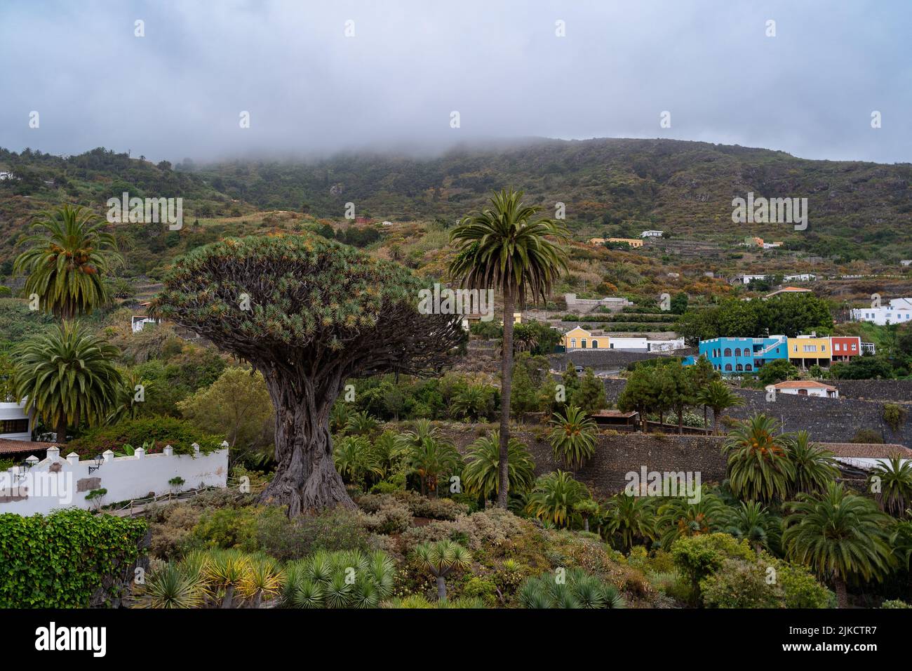 An aerial view of the Dragon Tree in Icod de los Vinos, Tenerife ...