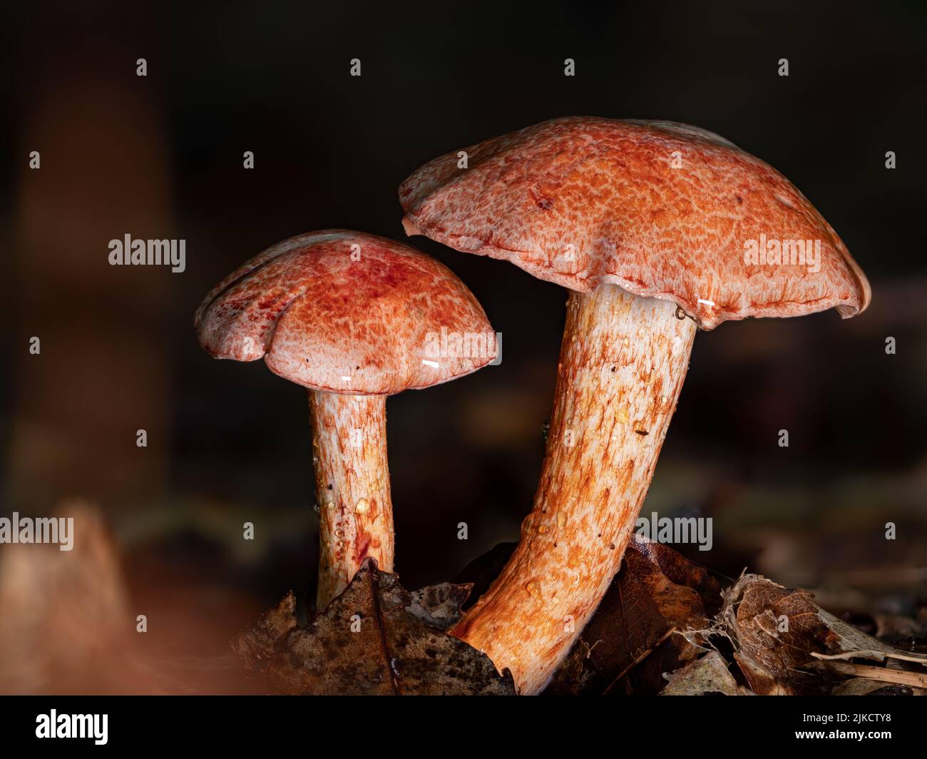 A closeup of two Cortinarius bolaris poisonous mushrooms Stock Photo ...