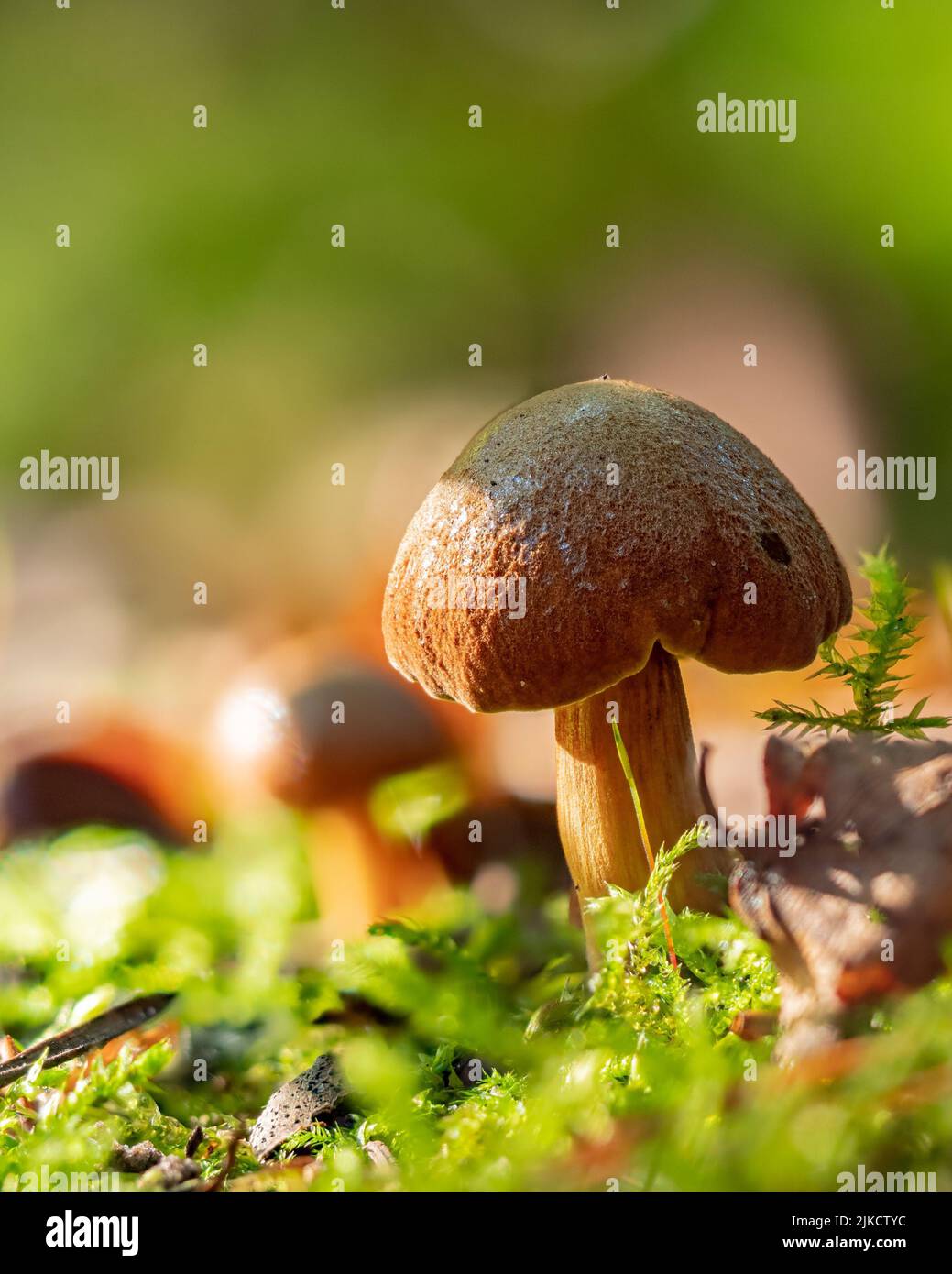 Peppery bolete hi-res stock photography and images - Alamy