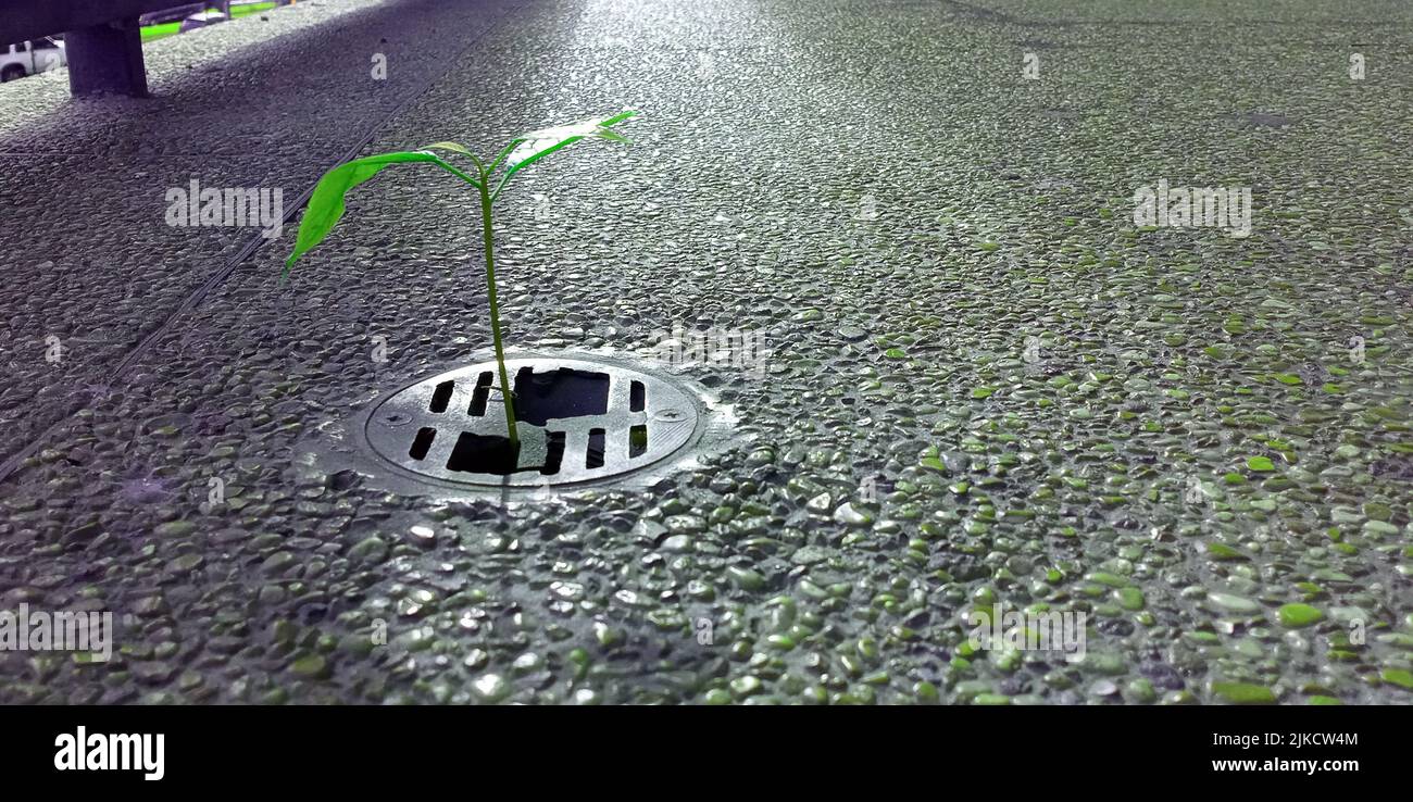 A plant sprouting from the floor drain Stock Photo - Alamy