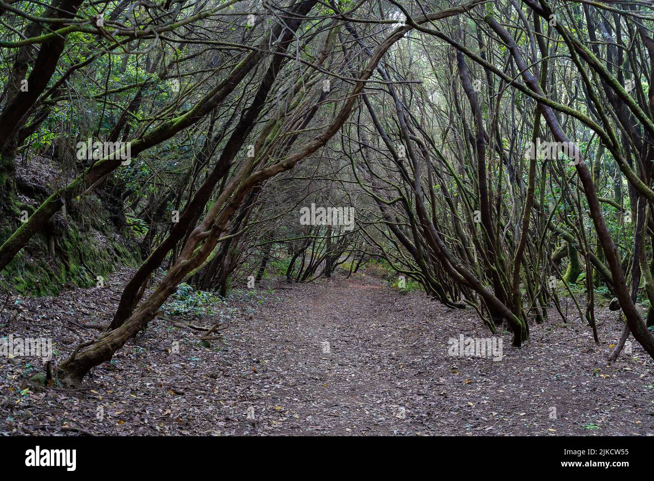 A walking path through Senderos de Los Sentidos, Anaga Rural Park ...