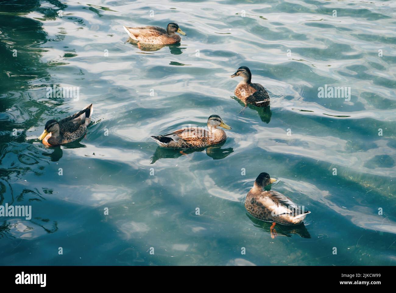 Five ducks floating on a beautiful water surface Stock Photo - Alamy