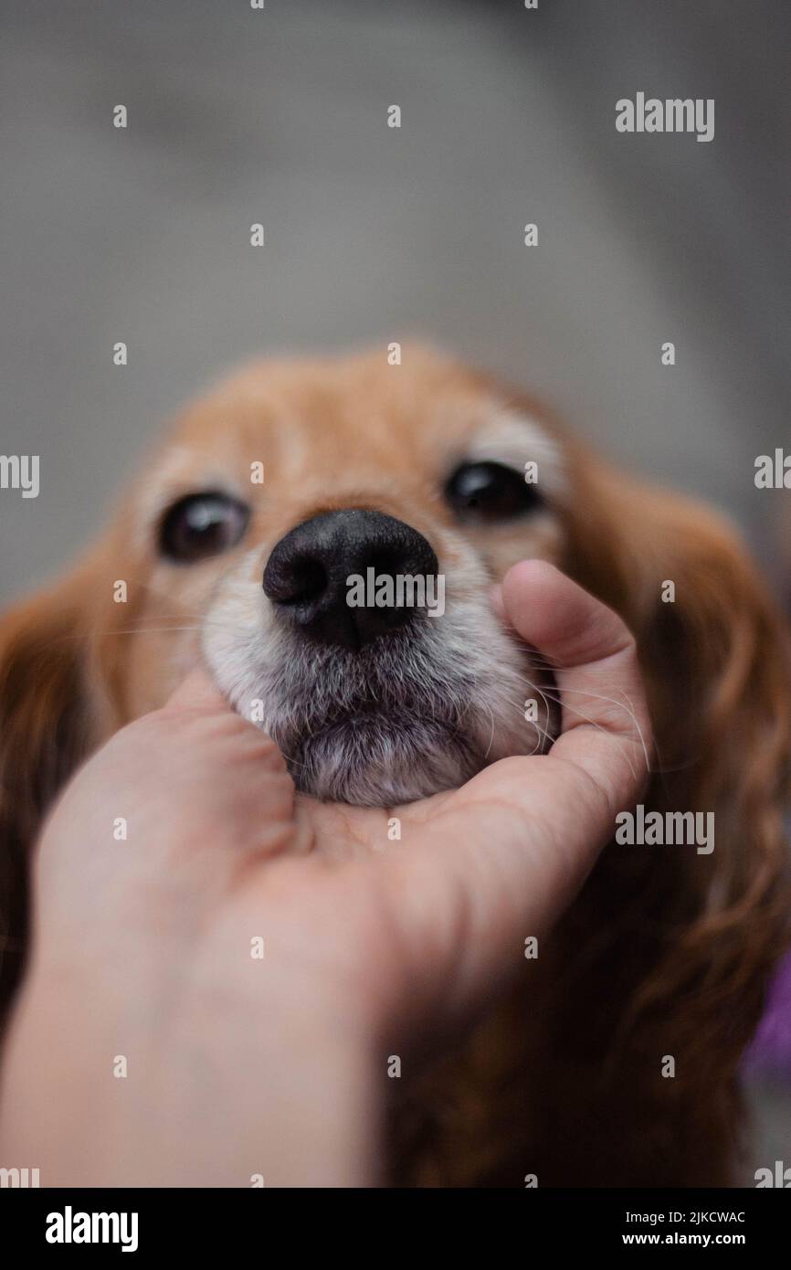 Criollo dog hi-res stock photography and images - Alamy