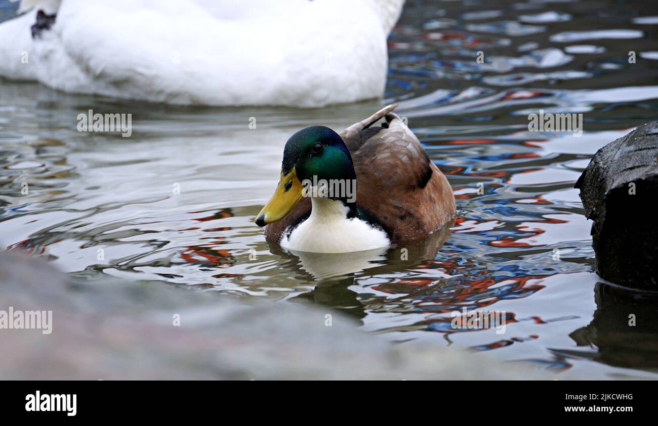Duclair duck hi-res stock photography and images - Alamy