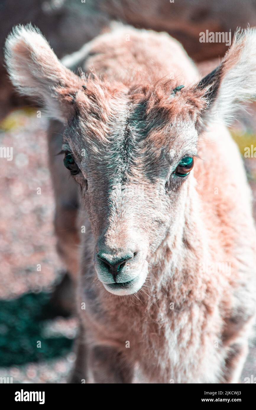 A vertical closeup portrait of a beautiful white goat in daytime on the ...