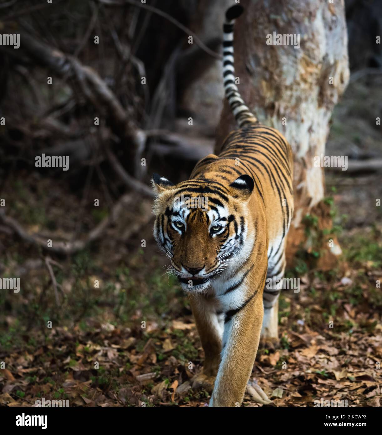 Tigress walking along the tree line Stock Photo - Alamy