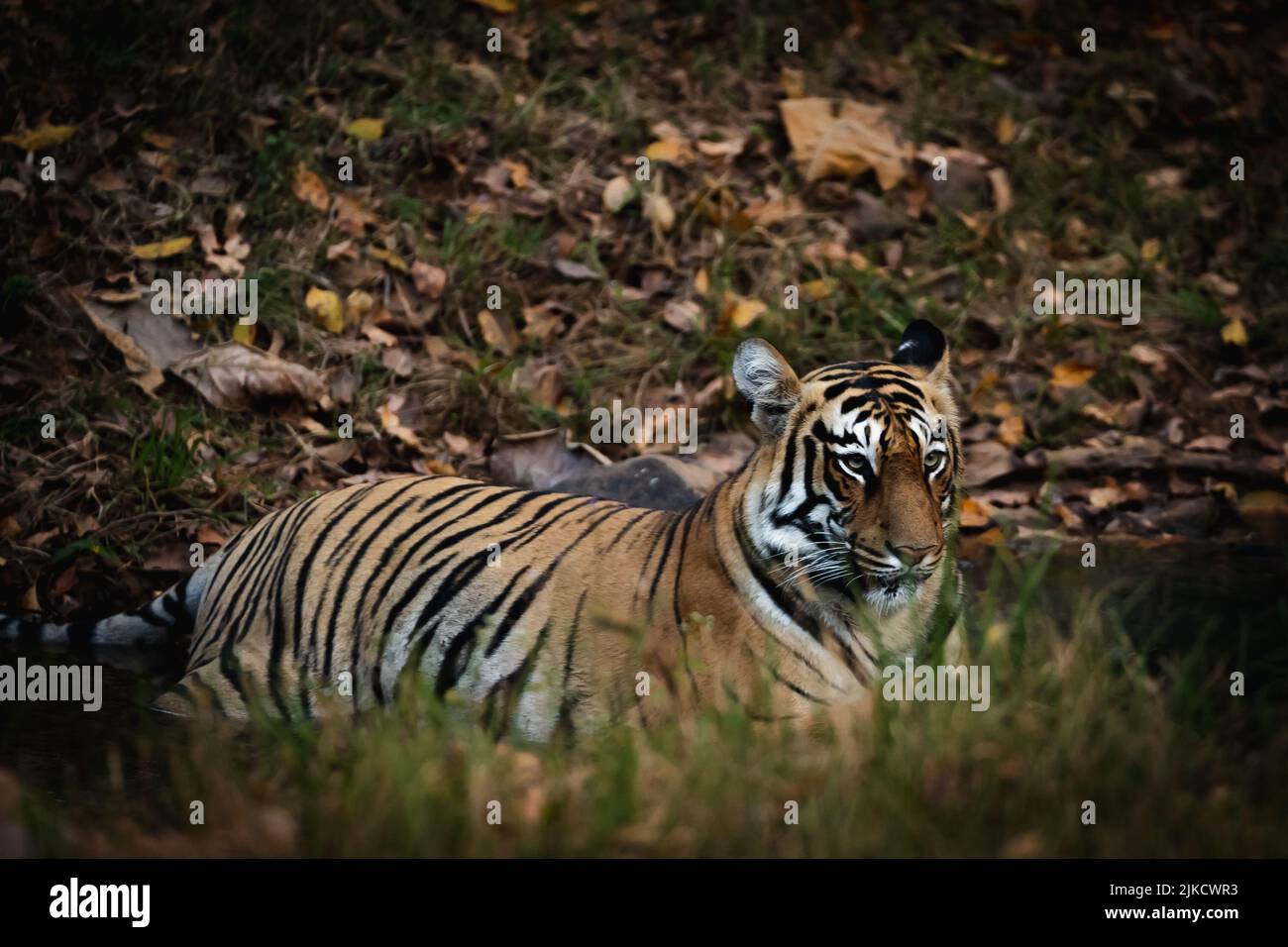 Tiger animal attack hi-res stock photography and images - Alamy