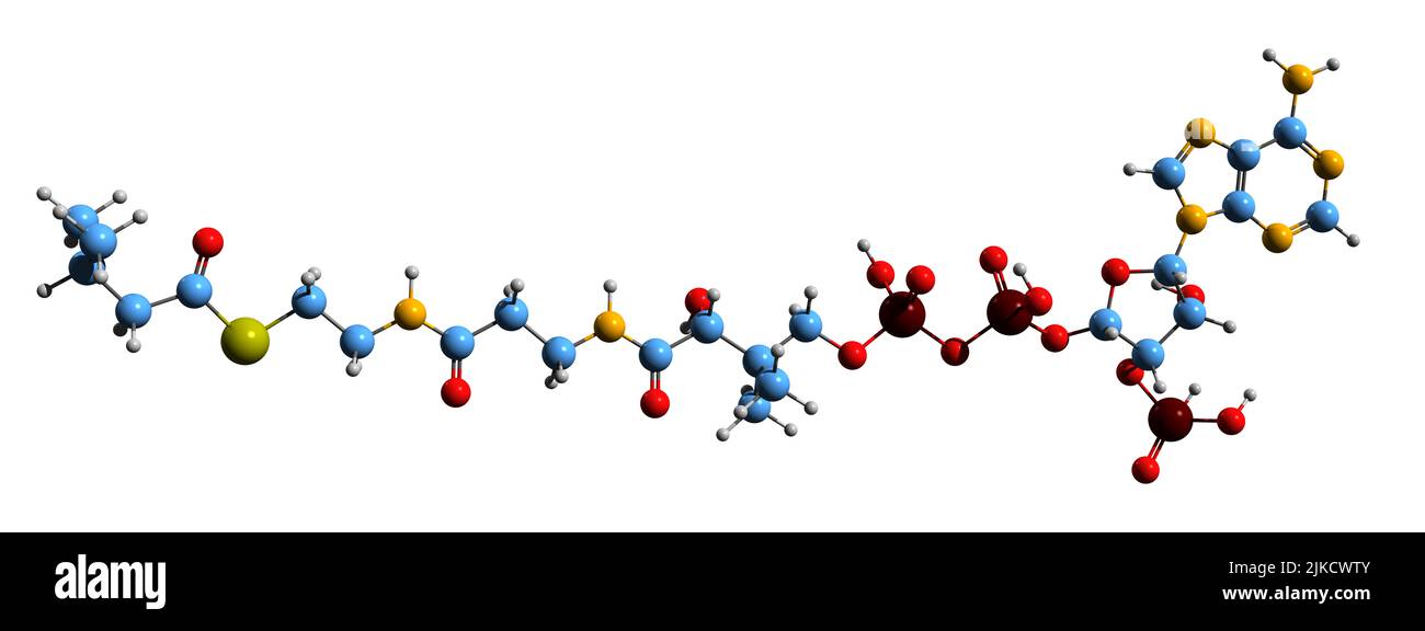 3D image of Isovaleryl-CoA skeletal formula - molecular chemical ...