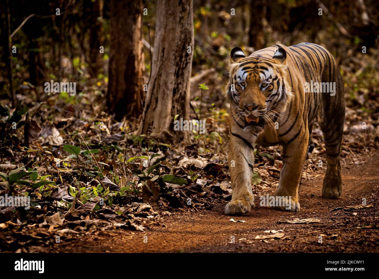 Passing tiger hi-res stock photography and images - Alamy