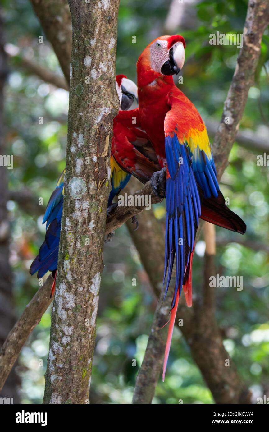 National bird of honduras hi-res stock photography and images - Alamy