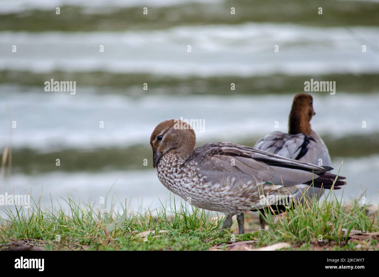 A closeup of the Australian wood duck or maned goose. Chenonetta jubata ...