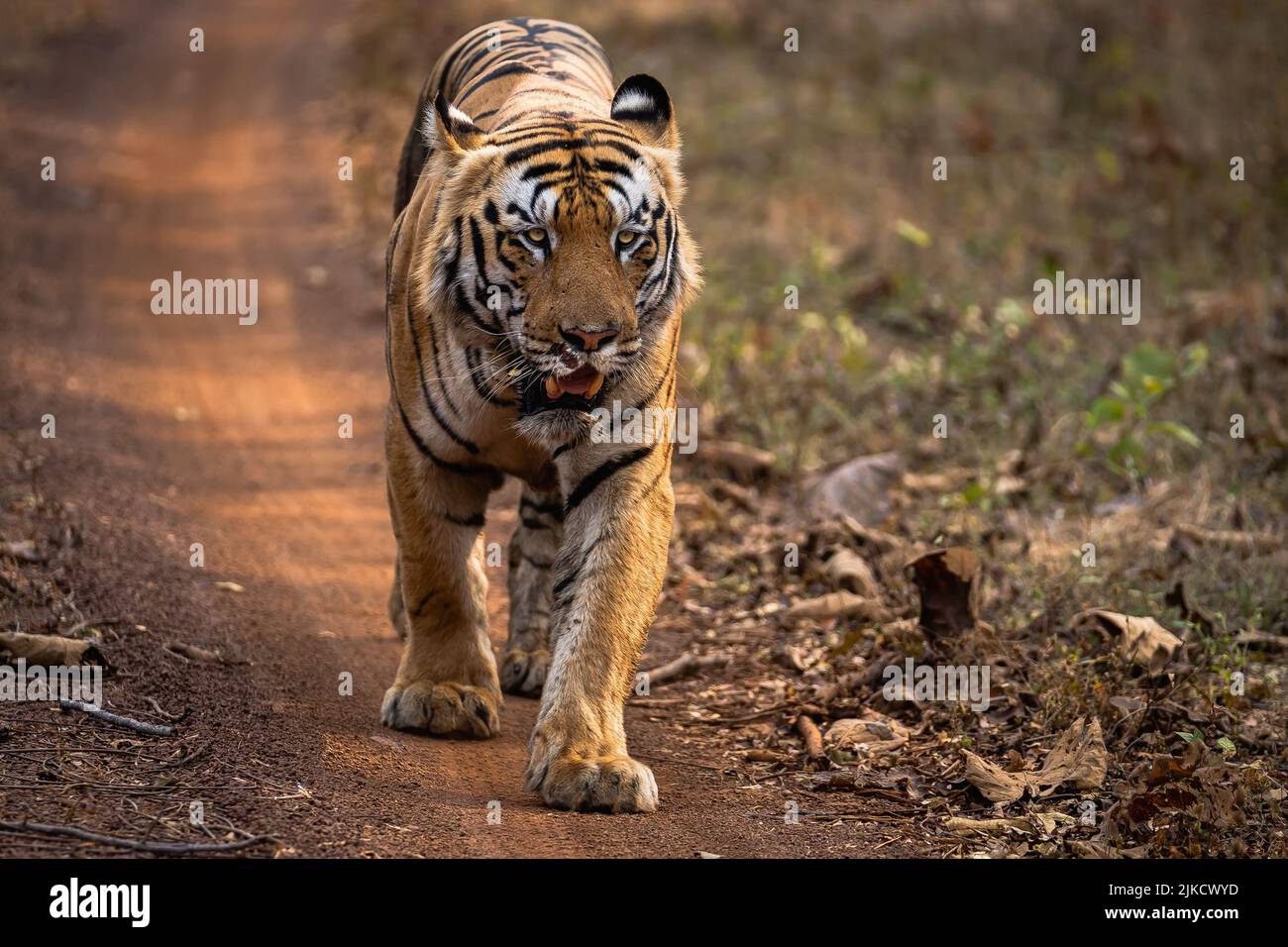 Tiger walking toward you hi-res stock photography and images - Alamy