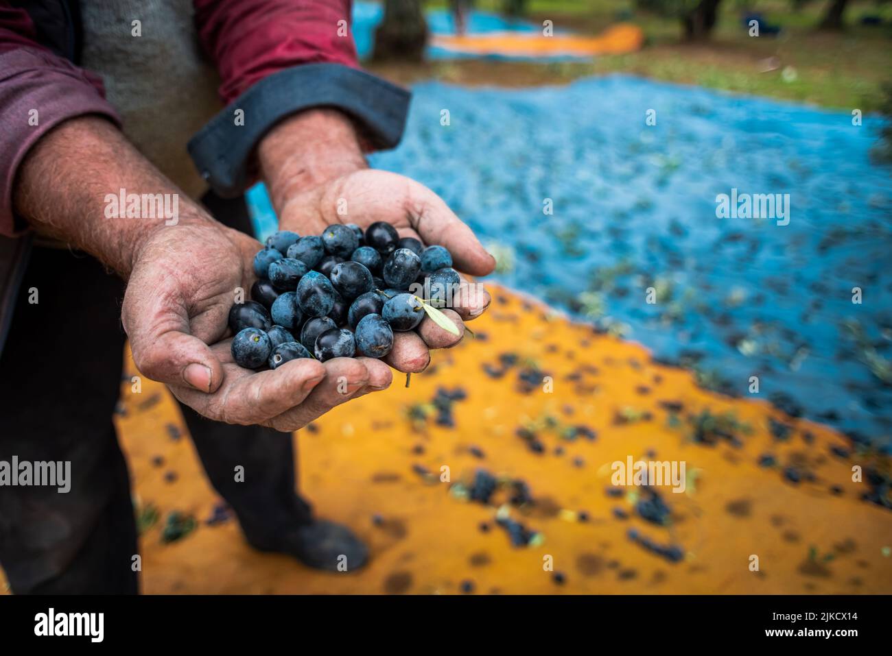 Mediterranean olive field with old olive tree in Turkey , hand picking ...