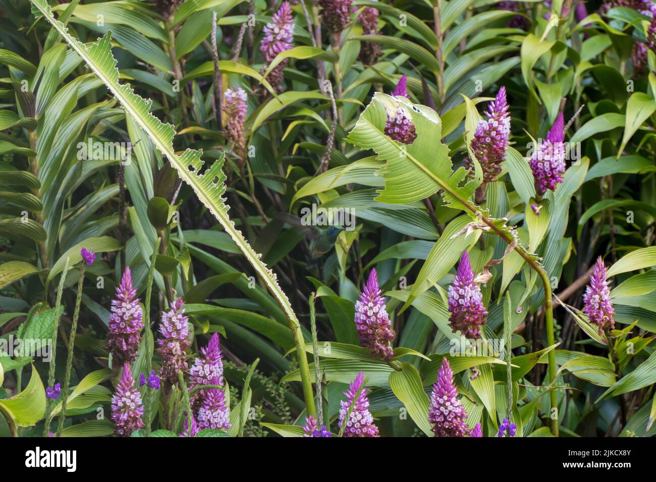 Bushes of bloomed elleanthus purpureus flowers in the daytime Stock ...