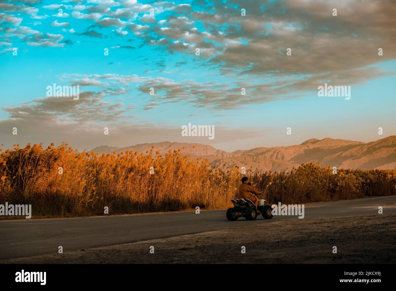 A grain field with mountain range in the background in Jabel Jais, Ras ...