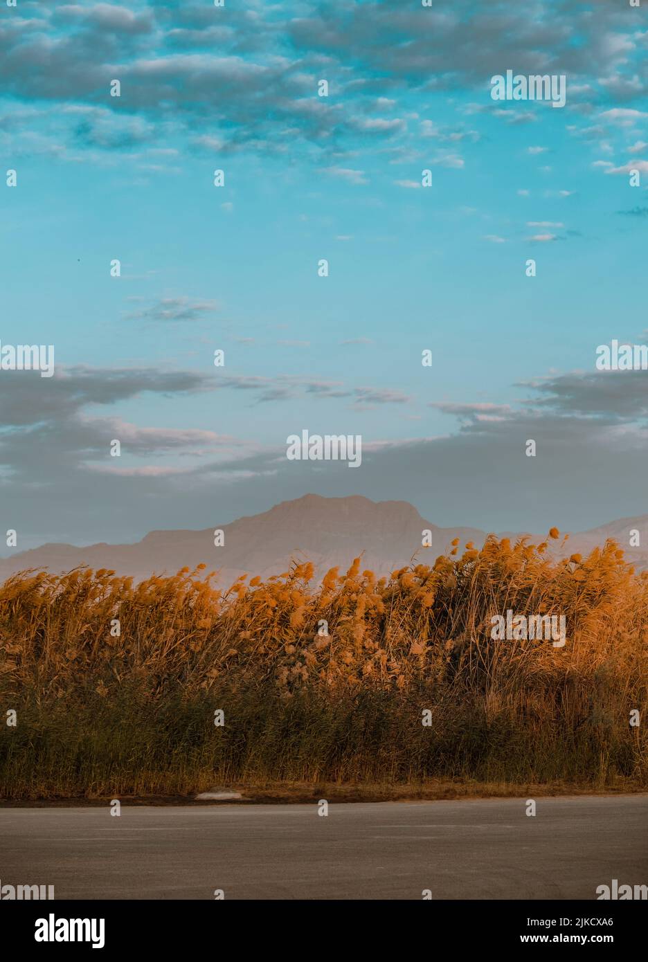 A vertical view of a grain field with mountain in the background in ...