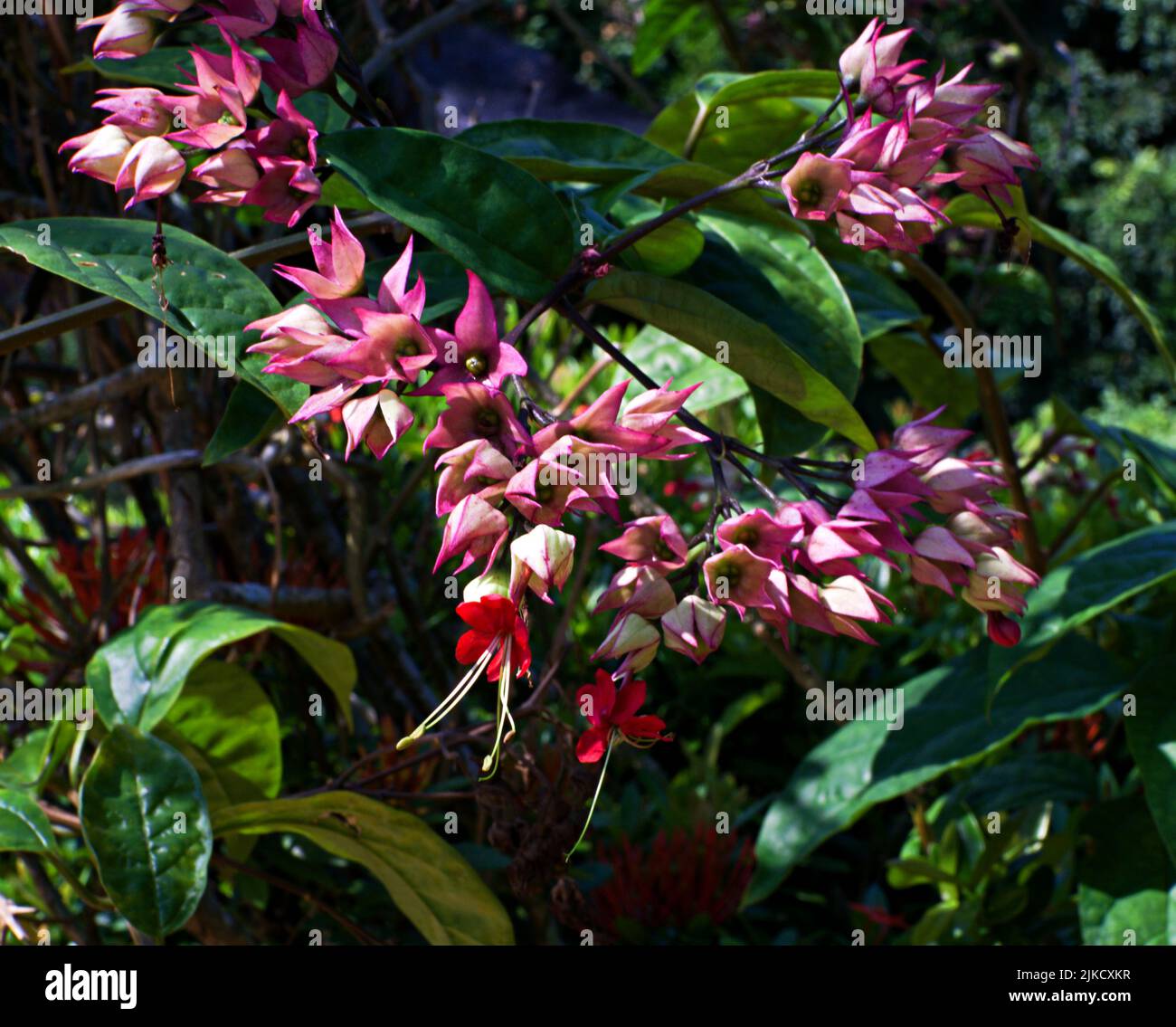 A closeup of Clerodendrum thomsoniae, common name bleeding-heart vine ...